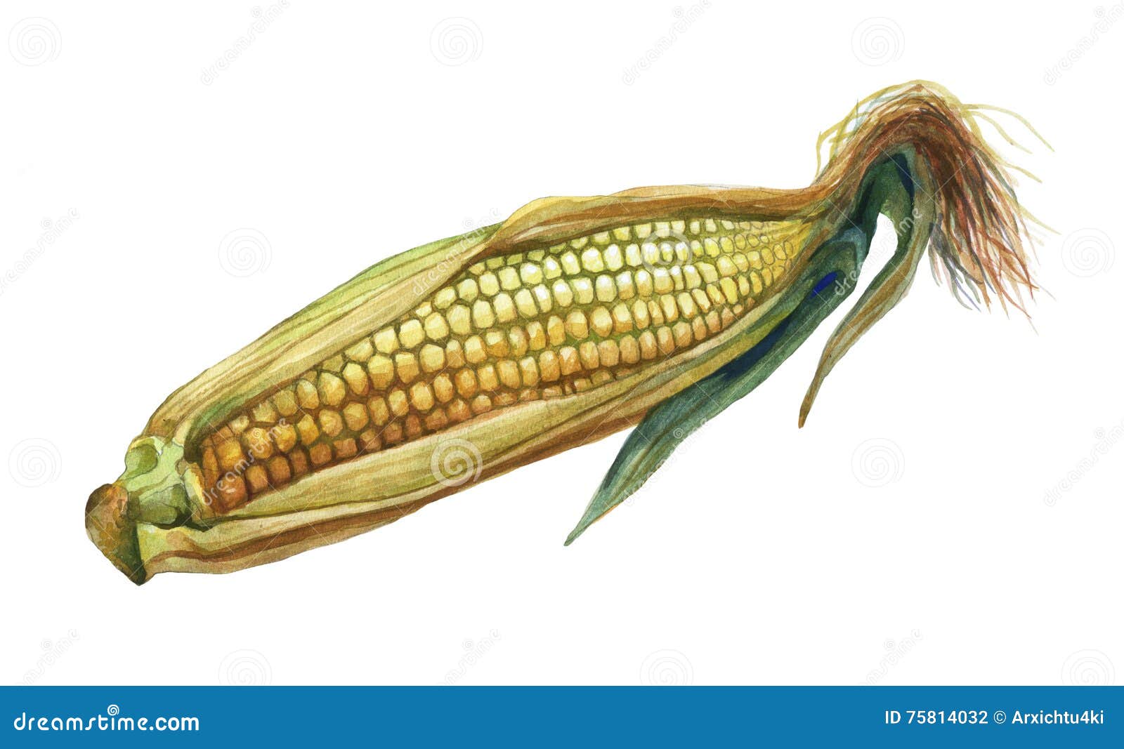 Corn Maize Plant With Green Leaves, Root System And Male Flowers Vector ...
