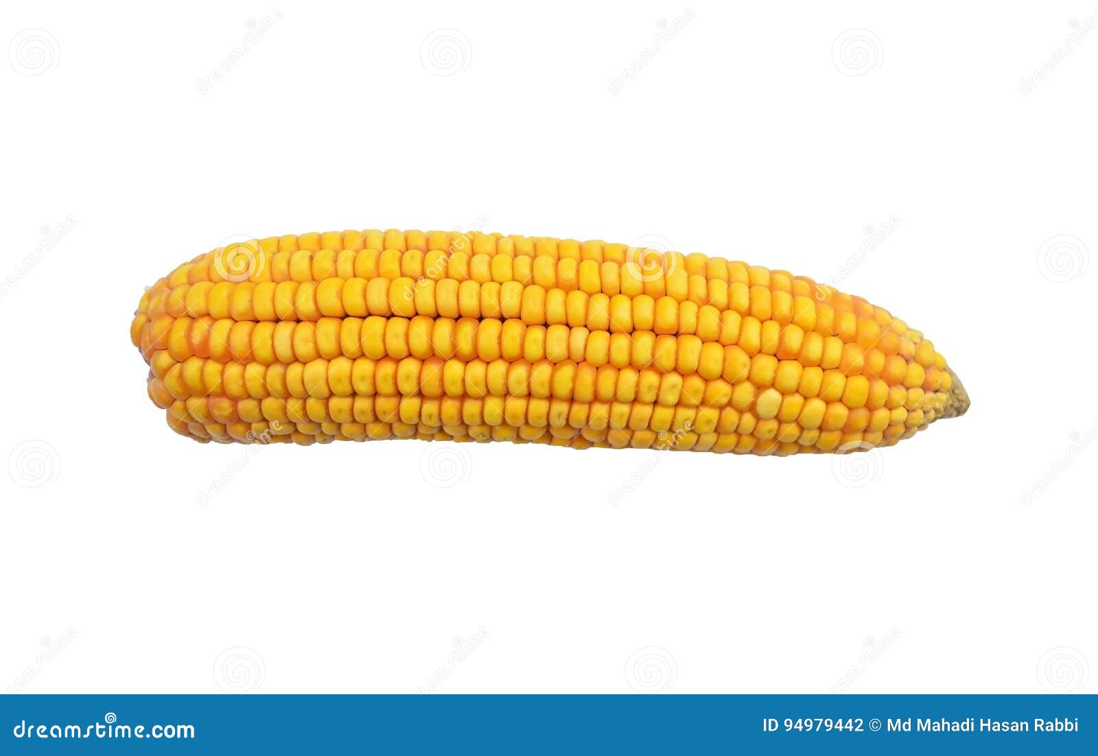 Corn, Maize Isolated on White Background Stock Photo - Image of food ...
