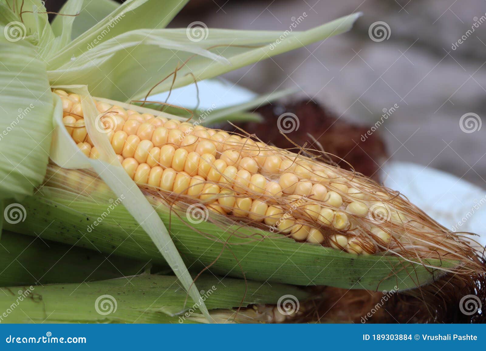 Corn or Maize Kernel with Grains Stock Photo - Image of industry ...