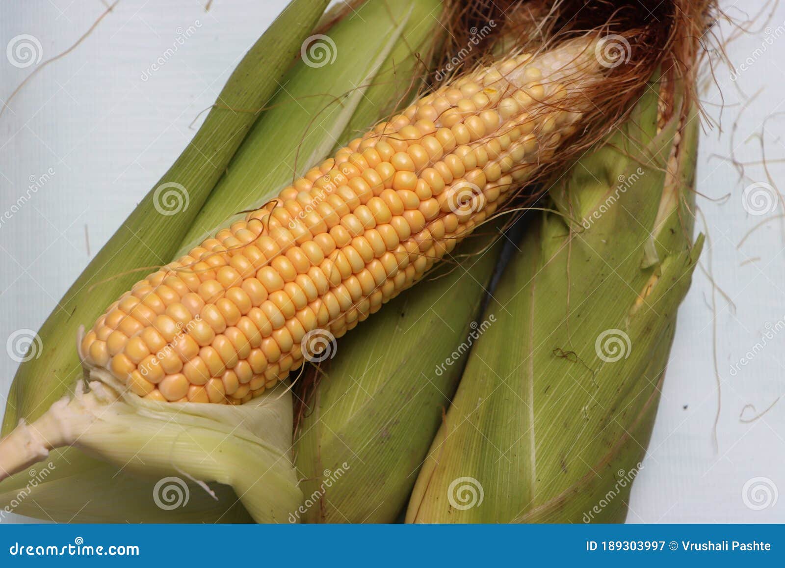 Corn or Maize Kernel with Grains Stock Image - Image of leaf ...