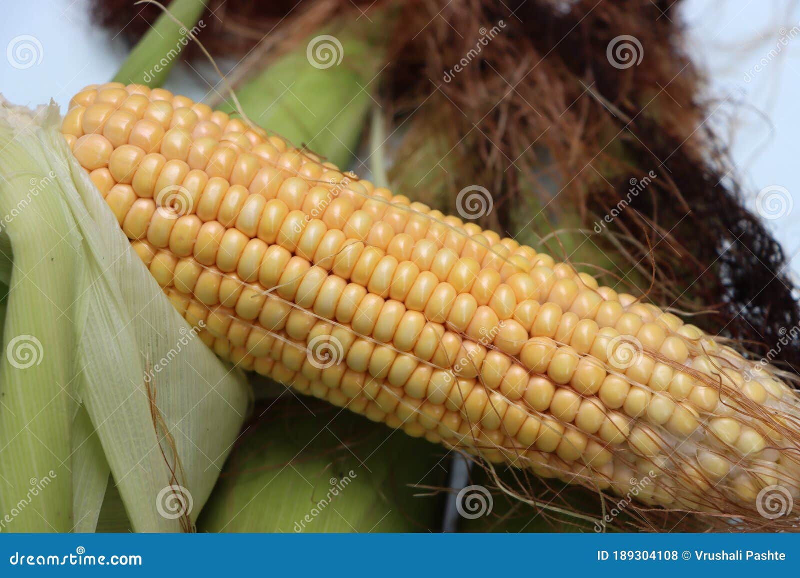 Corn or Maize Kernel with Grains Stock Photo - Image of countryside ...