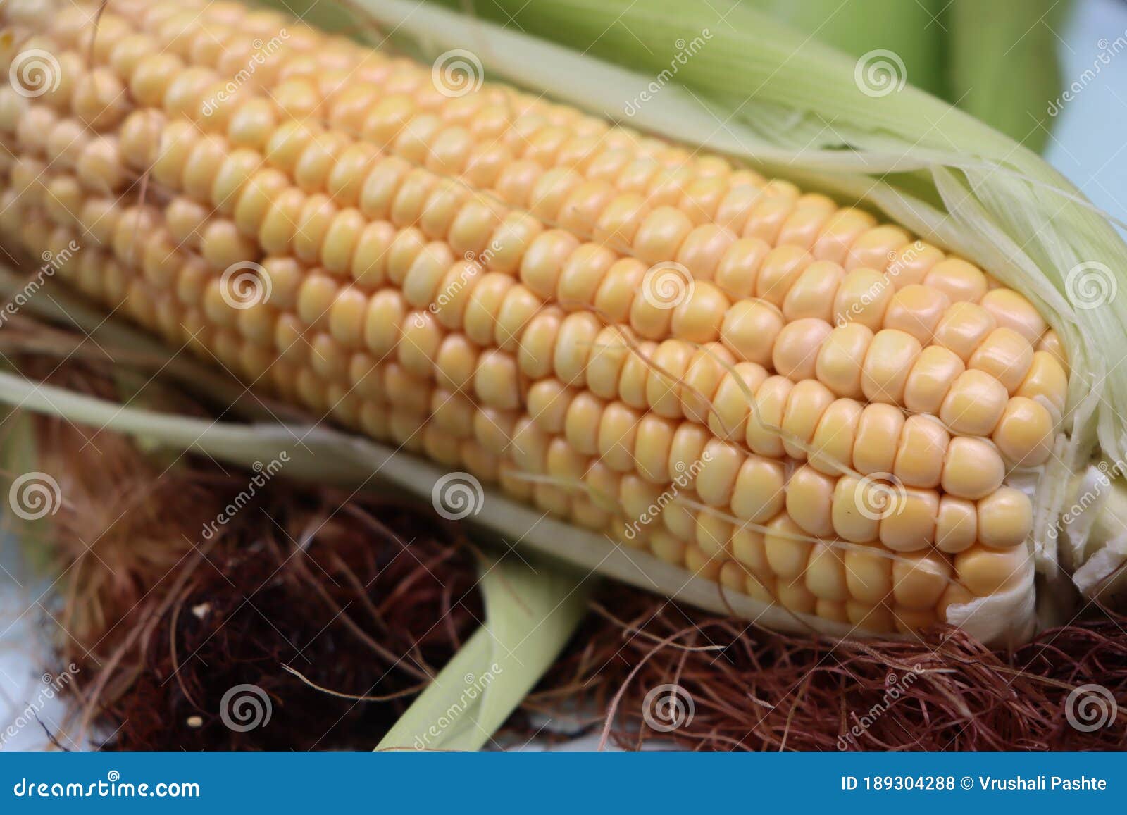 Corn or Maize Kernel with Grains Stock Photo - Image of kernels, health ...