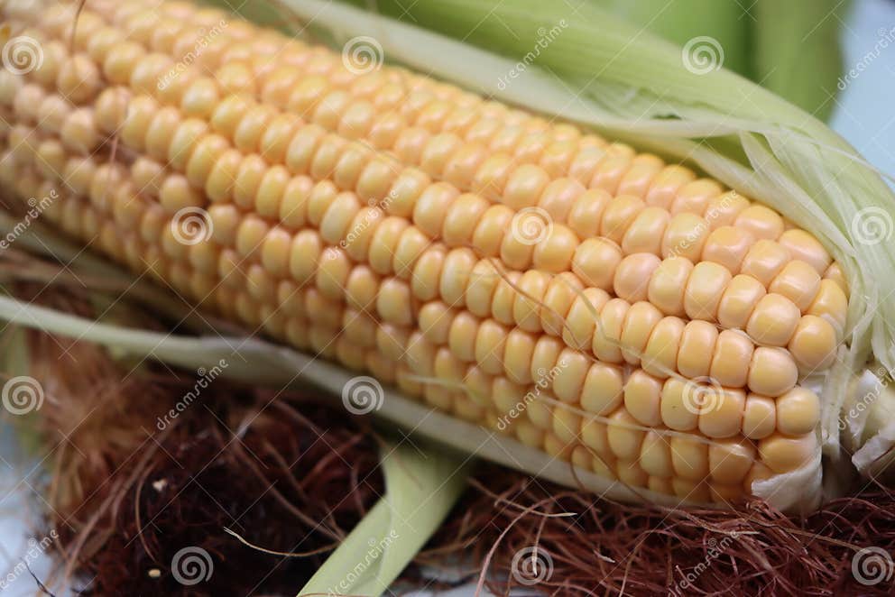 Corn or Maize Kernel with Grains Stock Photo - Image of kernels, health ...