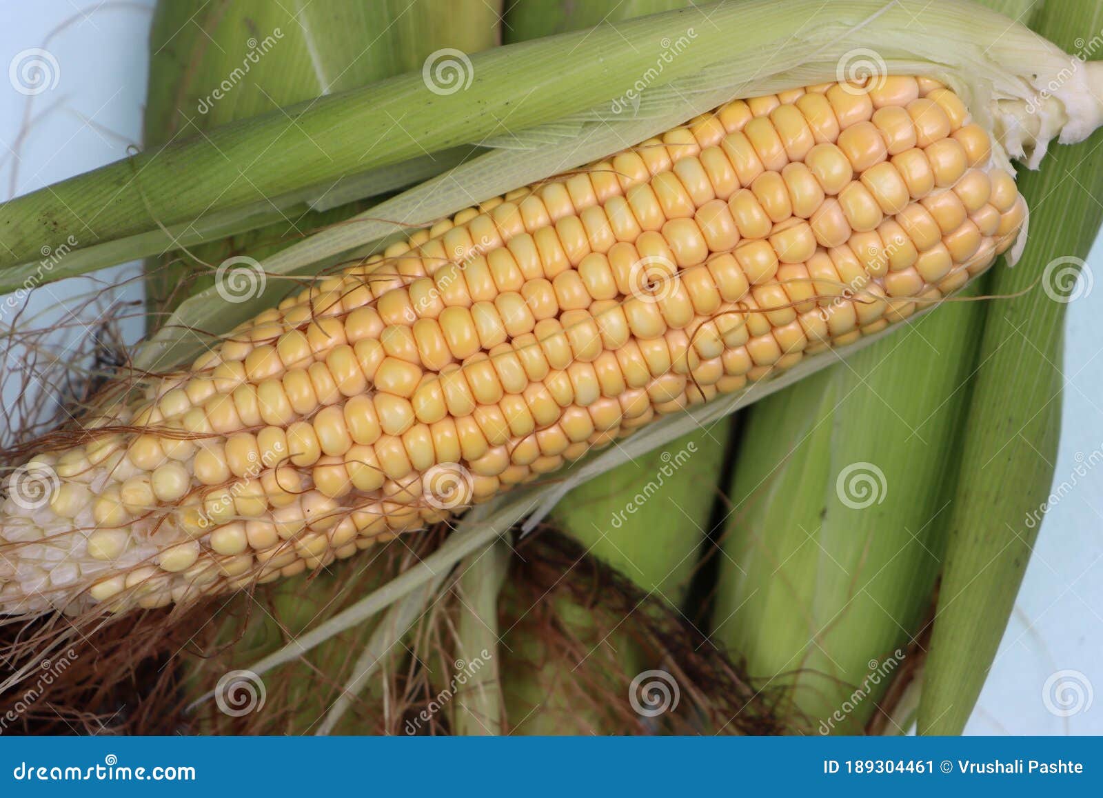 Corn or Maize Kernel with Grains Stock Image - Image of farming ...