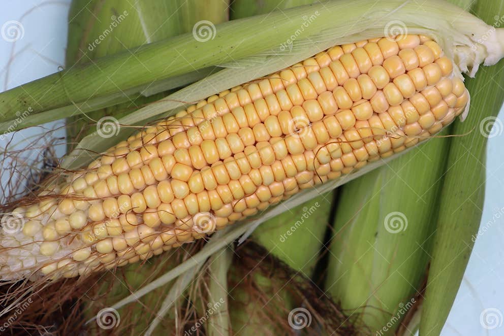 Corn or Maize Kernel with Grains Stock Image - Image of farming ...