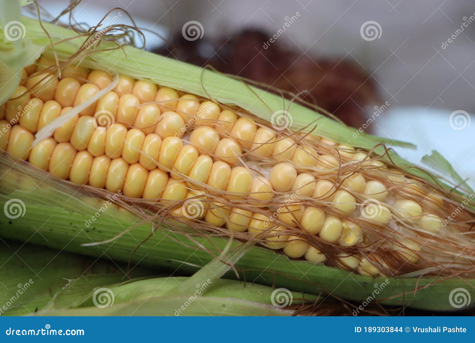 Corn or Maize Kernel with Grains Stock Photo - Image of isolated ...