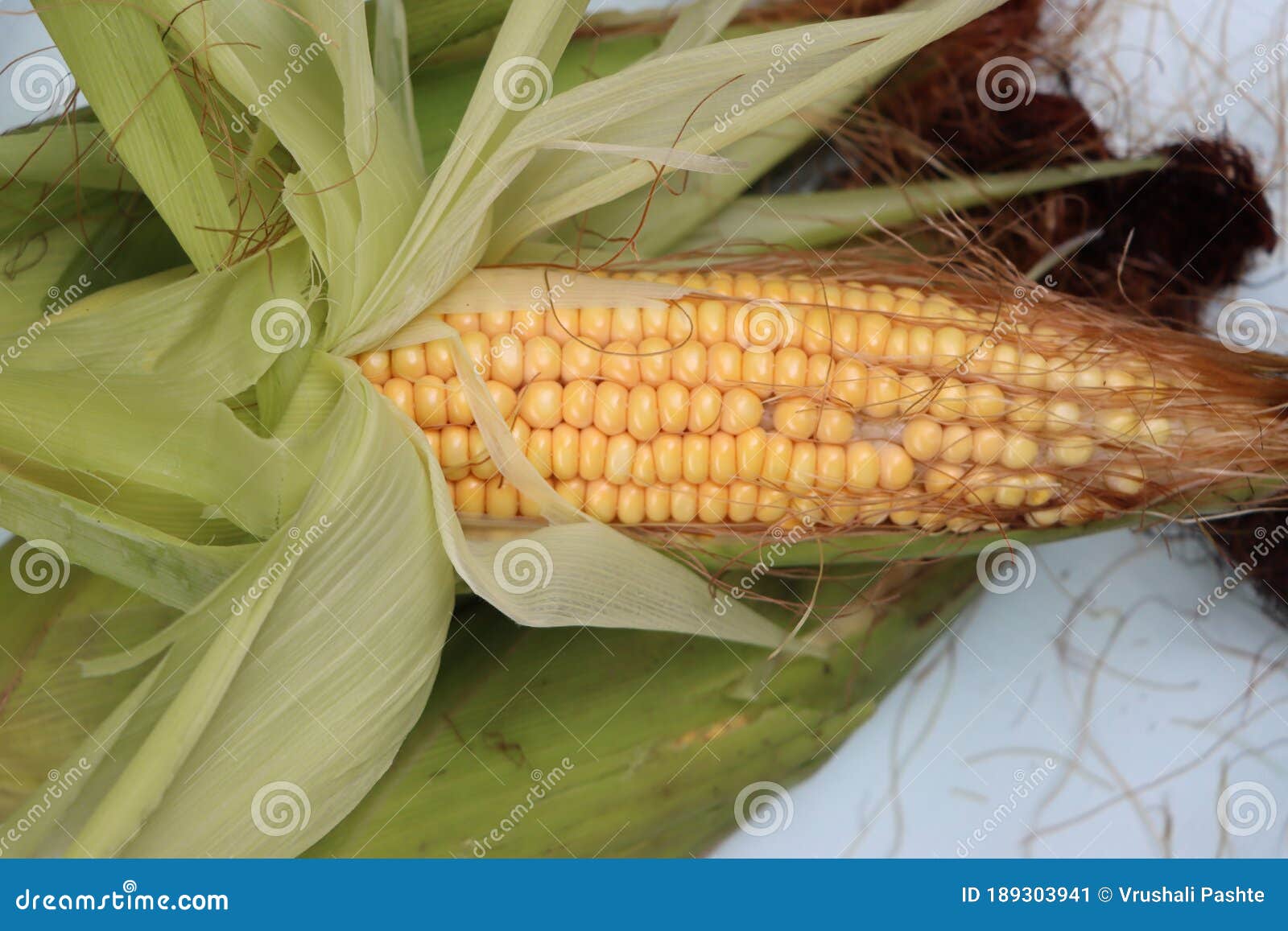 Corn or Maize Kernel with Grains Stock Image - Image of farm ...