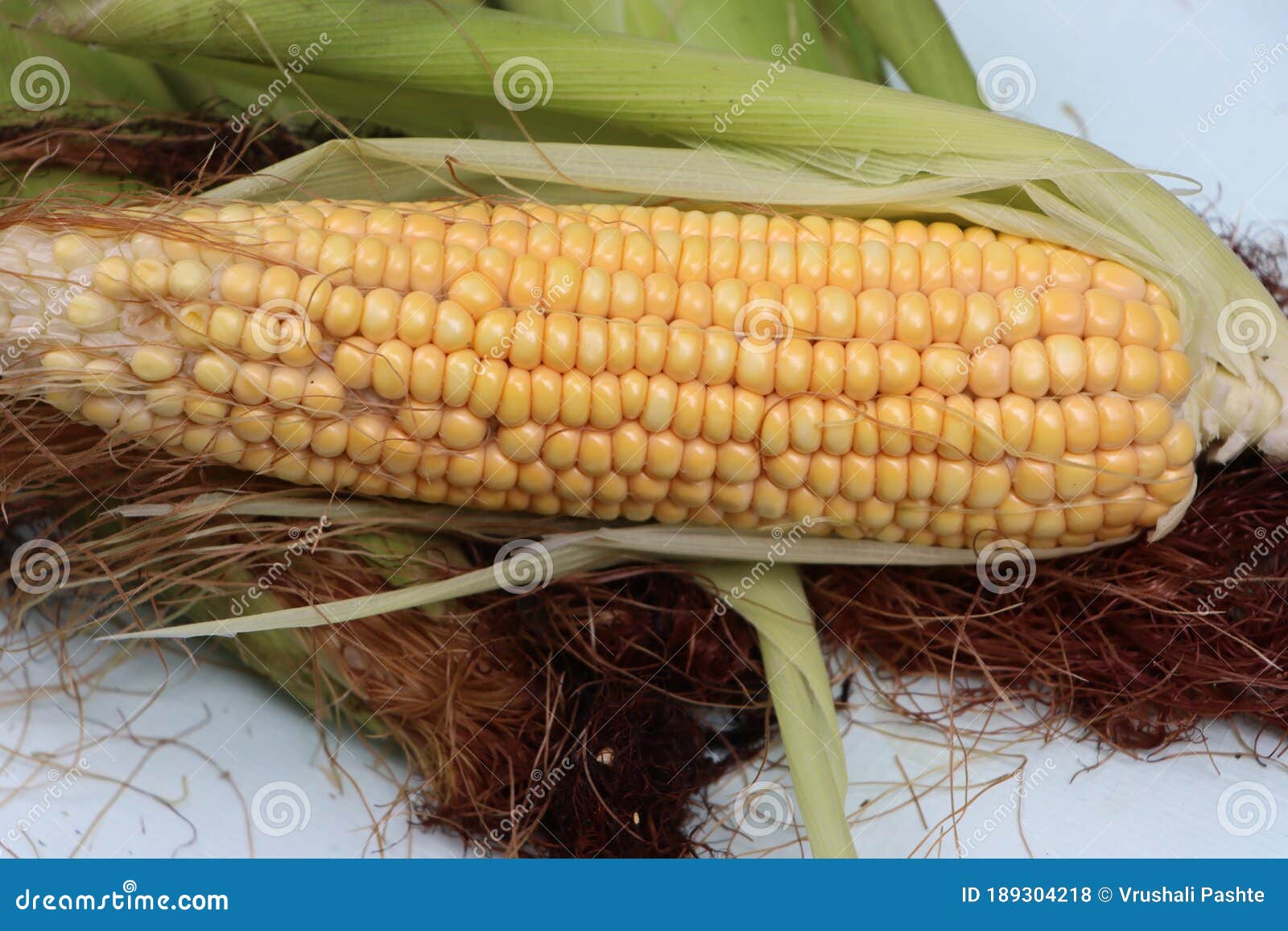 Corn or Maize Kernel with Grains Stock Photo - Image of field, closeup ...