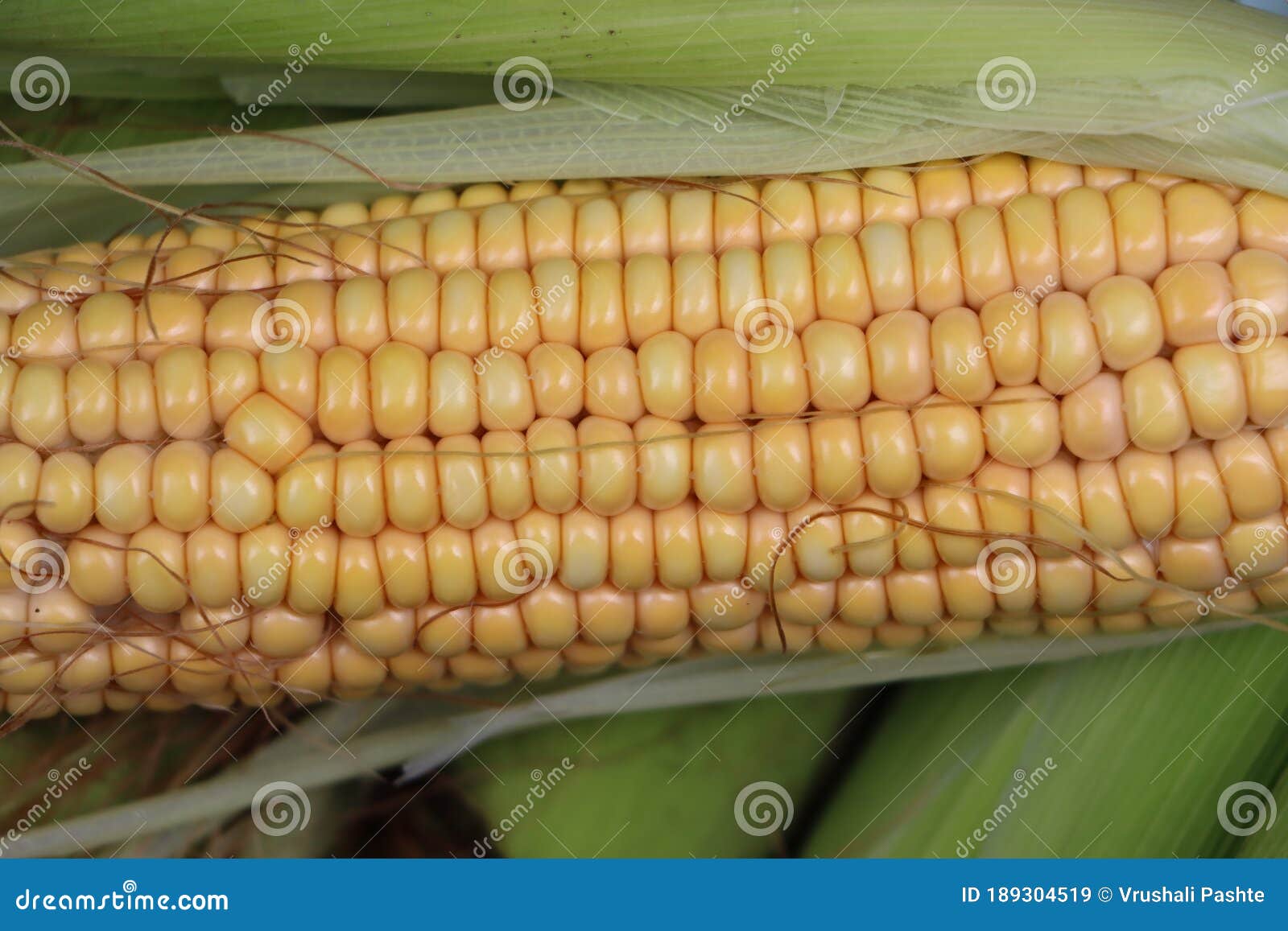 Corn or Maize Kernel with Grains Stock Image - Image of industry ...