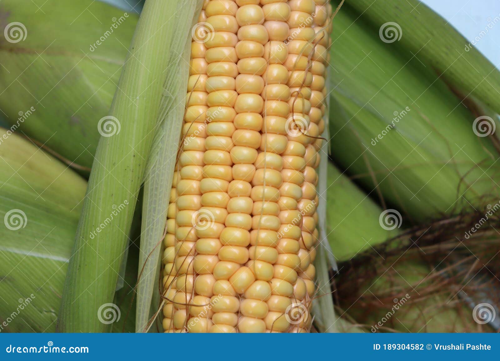 Corn or Maize Kernel with Grains Stock Photo - Image of industry, maize ...