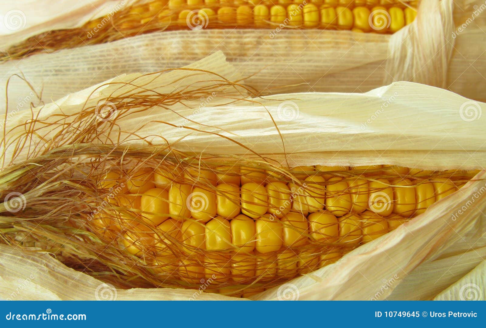 Corn maize kernels stock image. Image of yellow, mature - 10749645