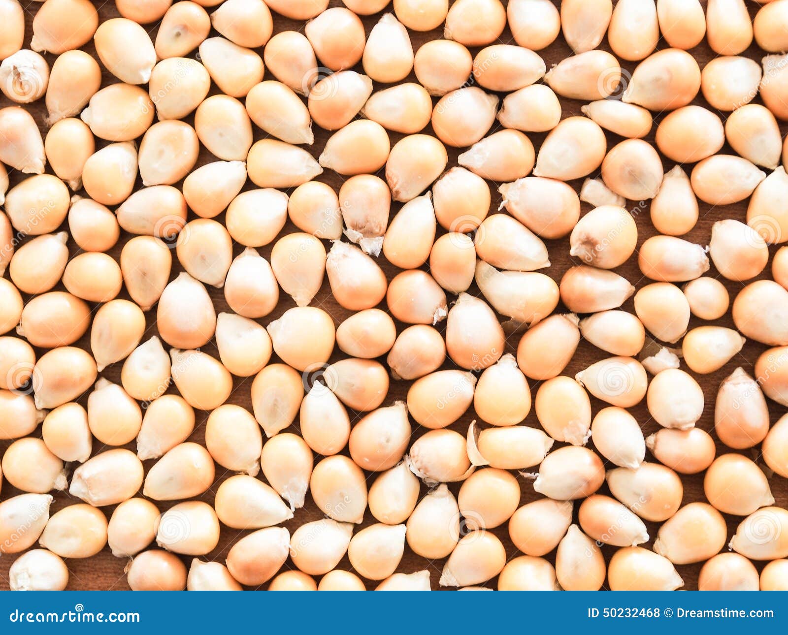 Maize Cob Popcorn Kernels Yellow Organic Fresh Sweetcorn Seeds Zea Mays ...