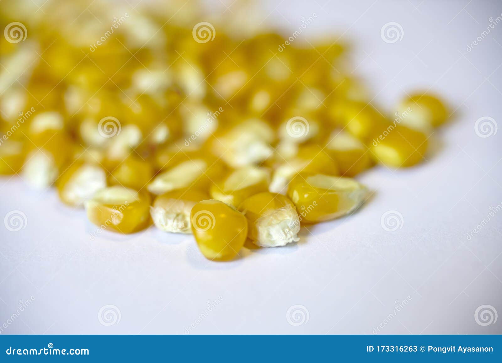 Corn Maize or Popcorn Seed on White Background. Macro Close Up View ...