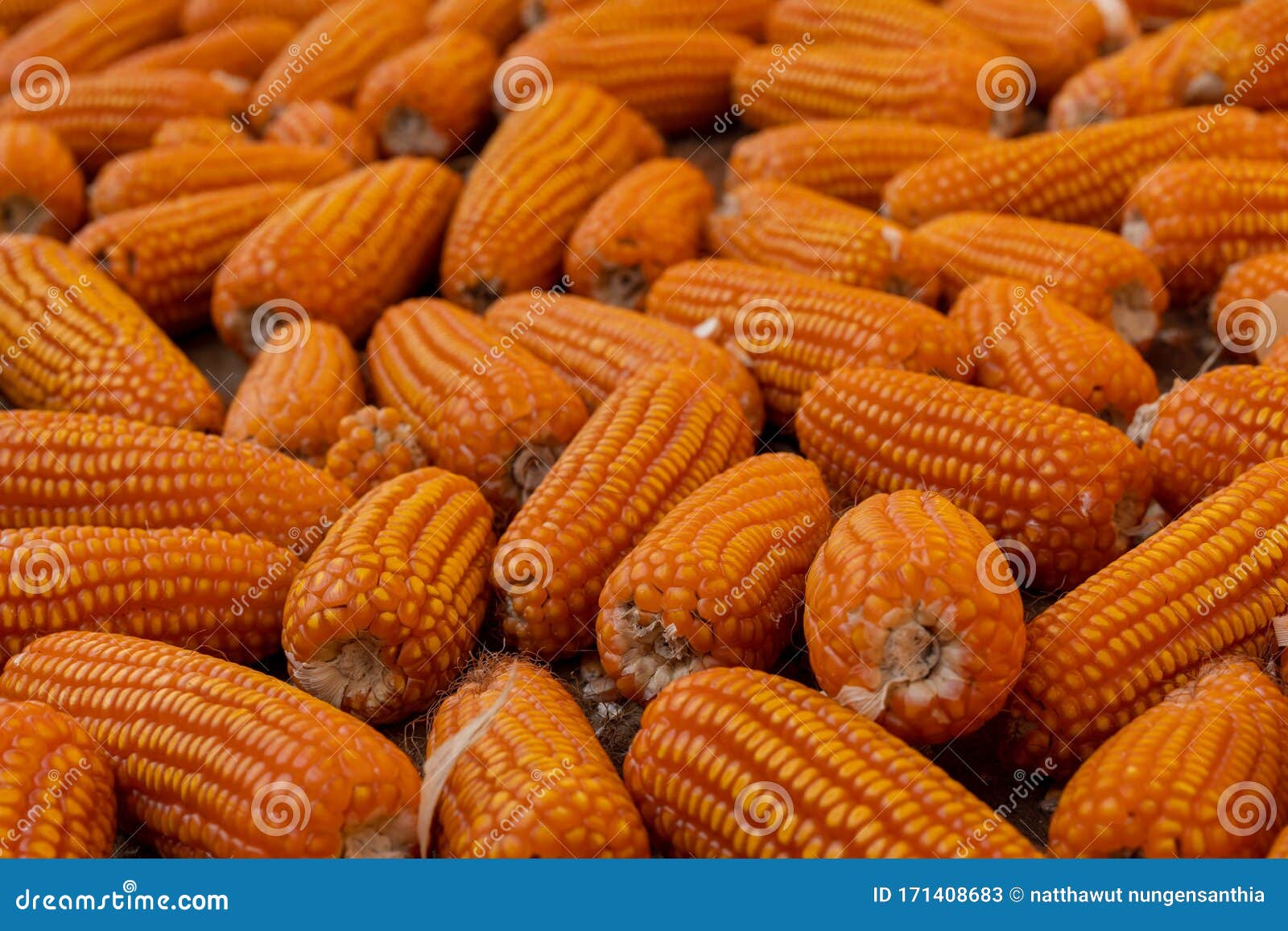 Corn or Maize for Processing into Fodder Stock Image - Image of harvest ...