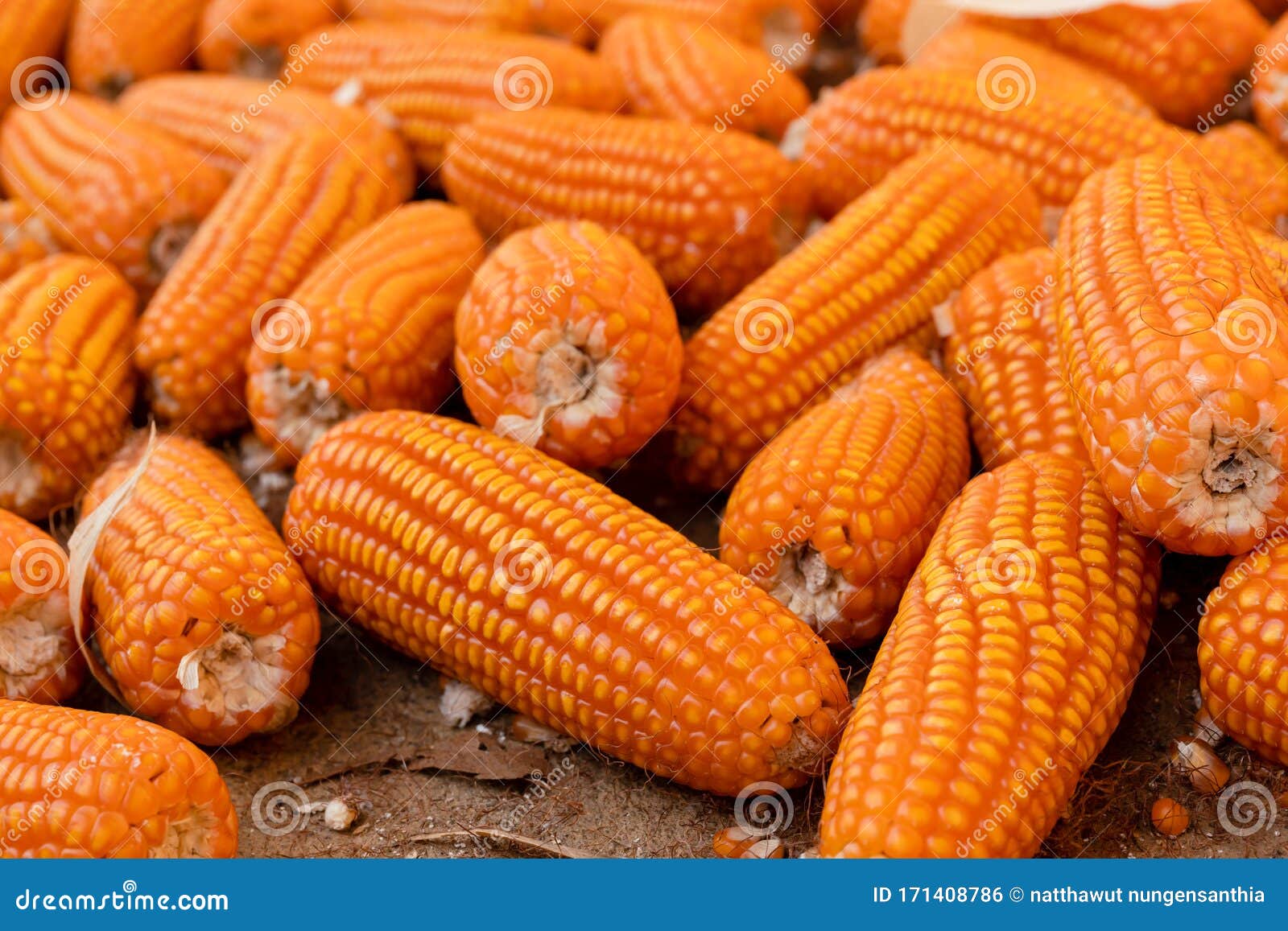 Corn or Maize for Processing into Fodder Stock Photo - Image of maize ...