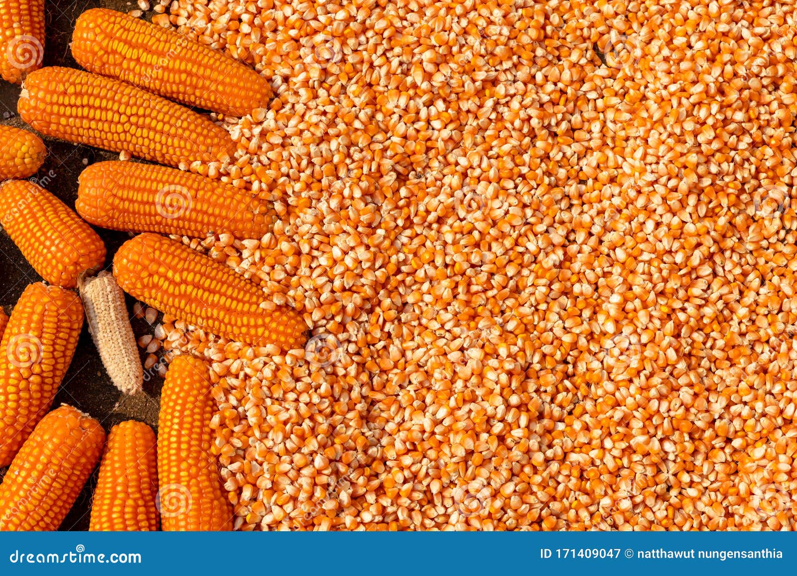 Corn or Maize for Processing into Fodder Stock Image - Image of natural ...