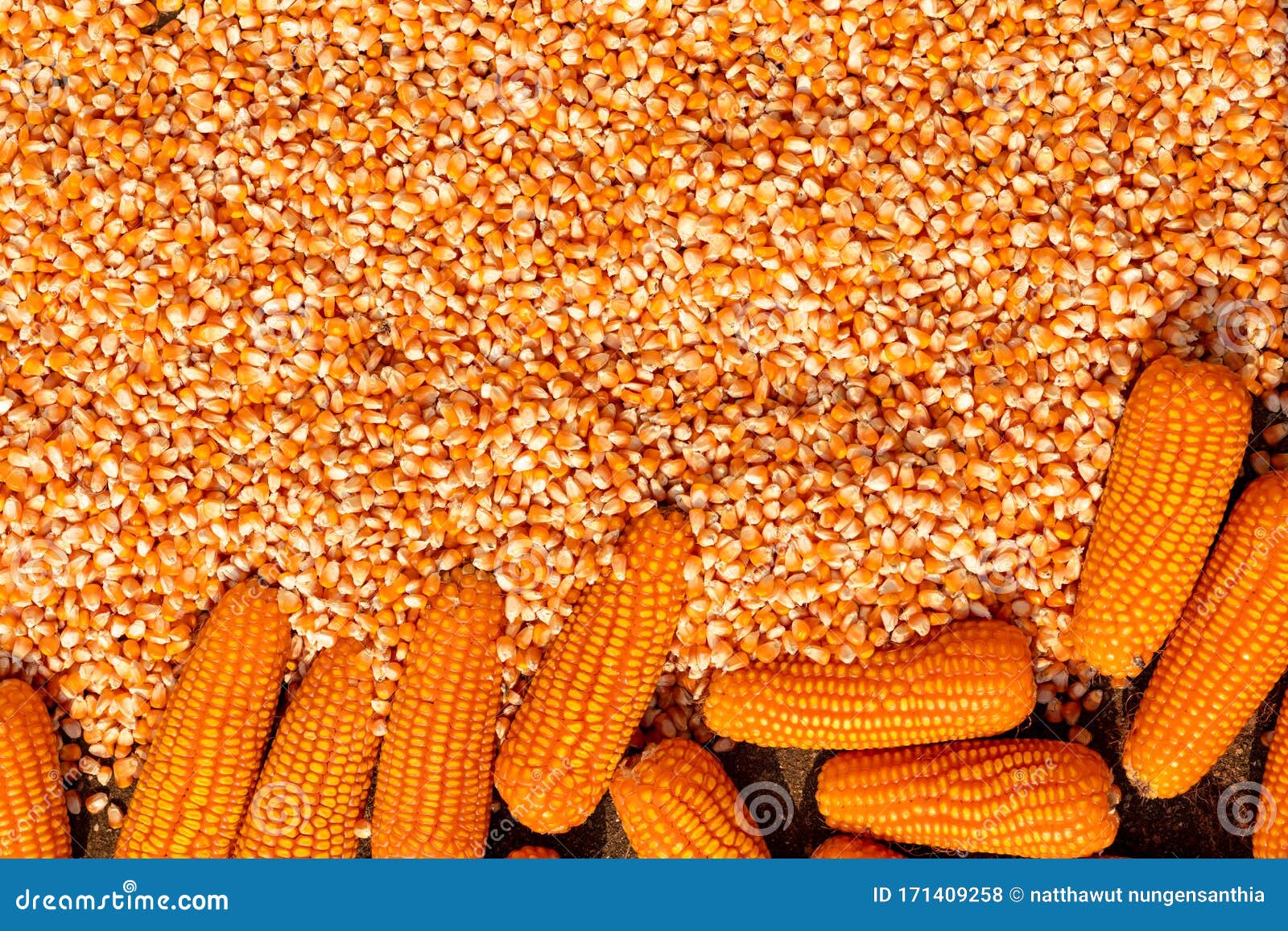 Corn or Maize for Processing into Fodder Stock Photo - Image of healthy ...