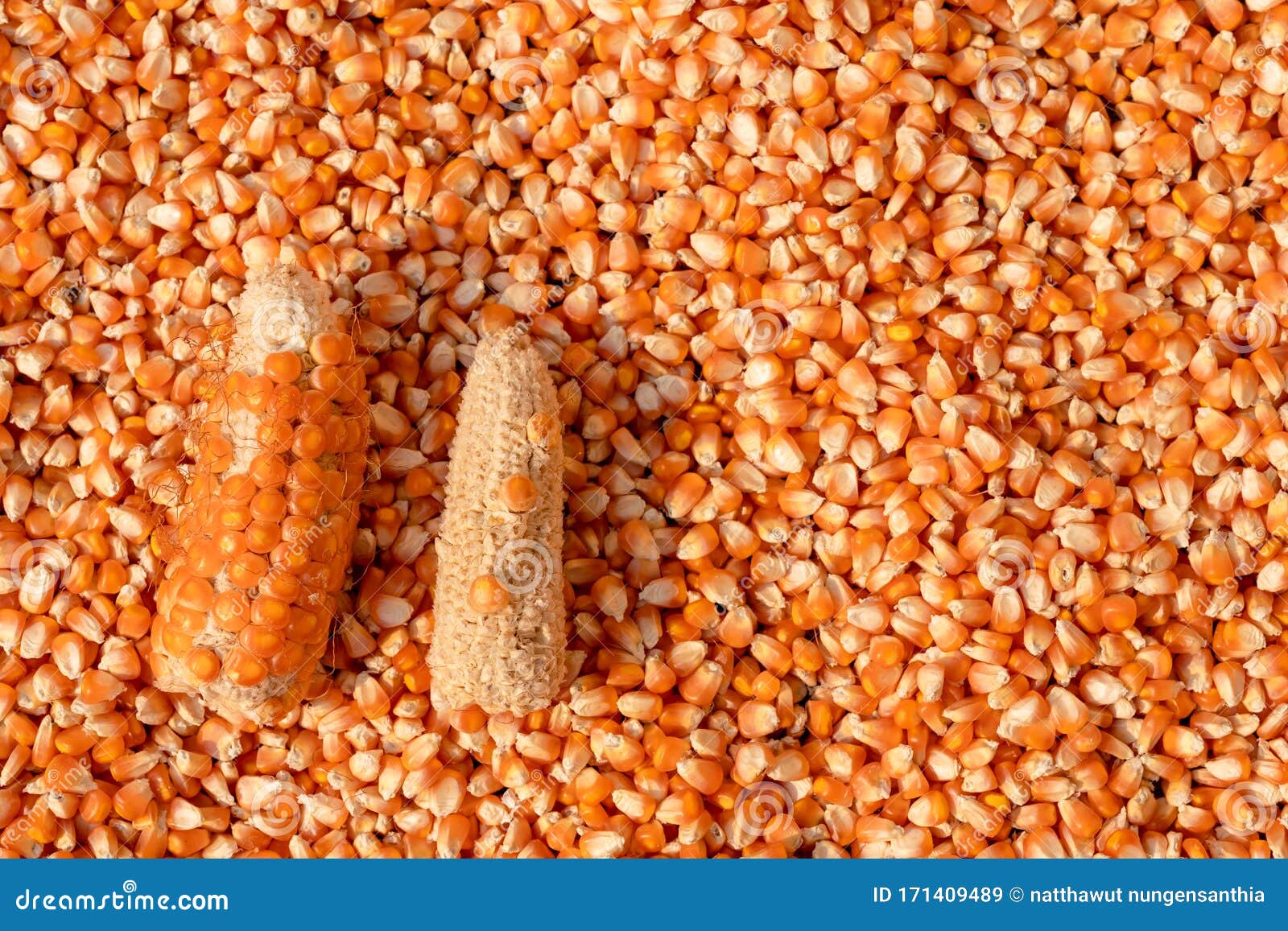 Corn or Maize for Processing into Fodder Stock Image - Image of corn ...