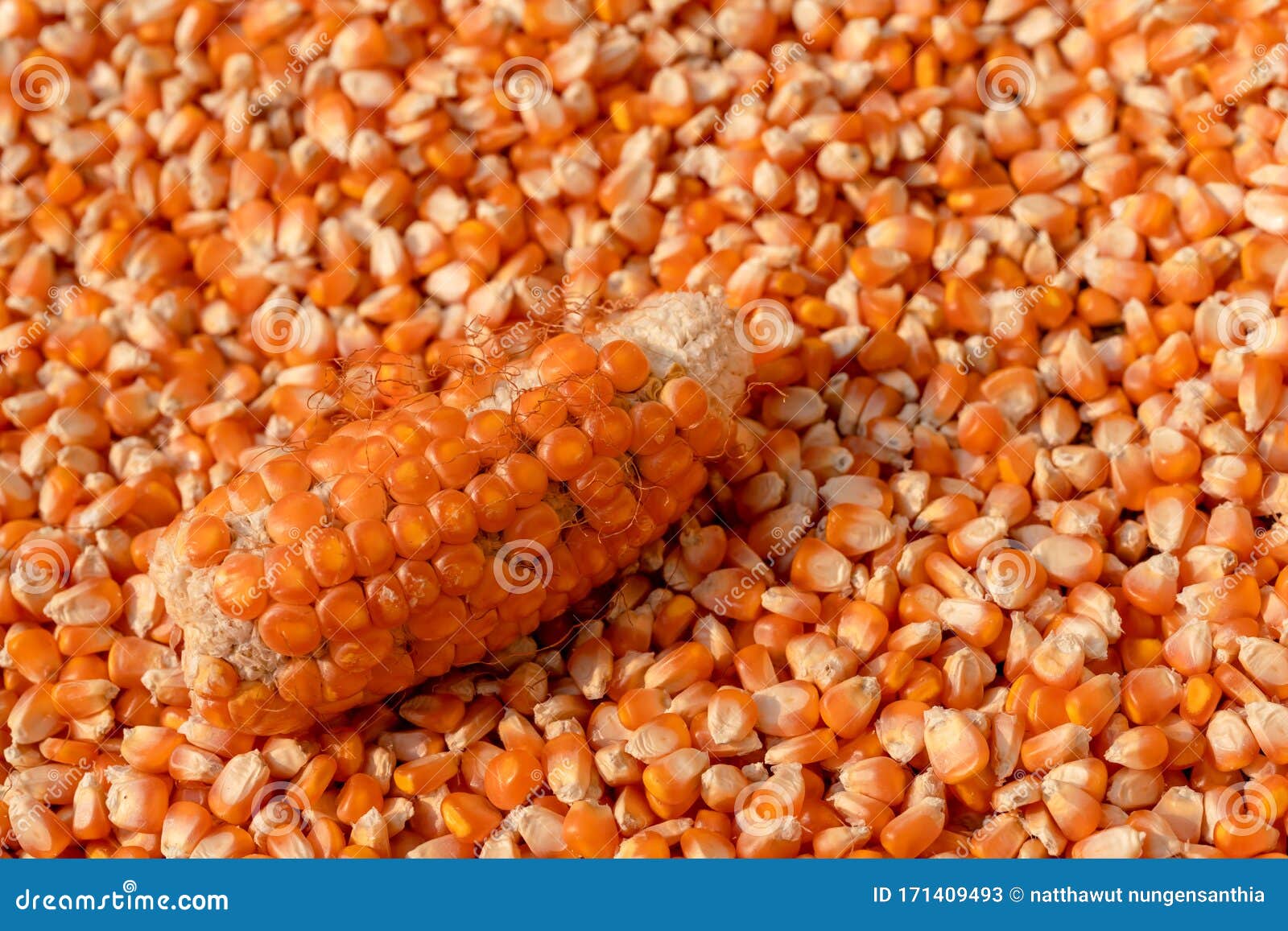 Corn or Maize for Processing into Fodder Stock Image - Image of ...