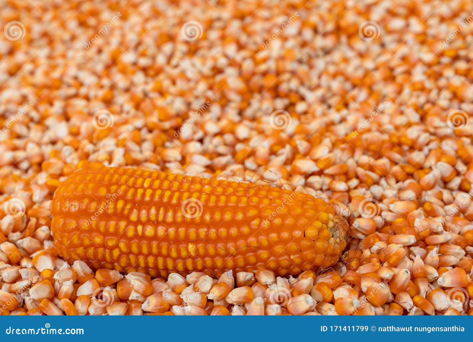 Corn or Maize for Processing into Fodder Stock Image - Image of sweet ...