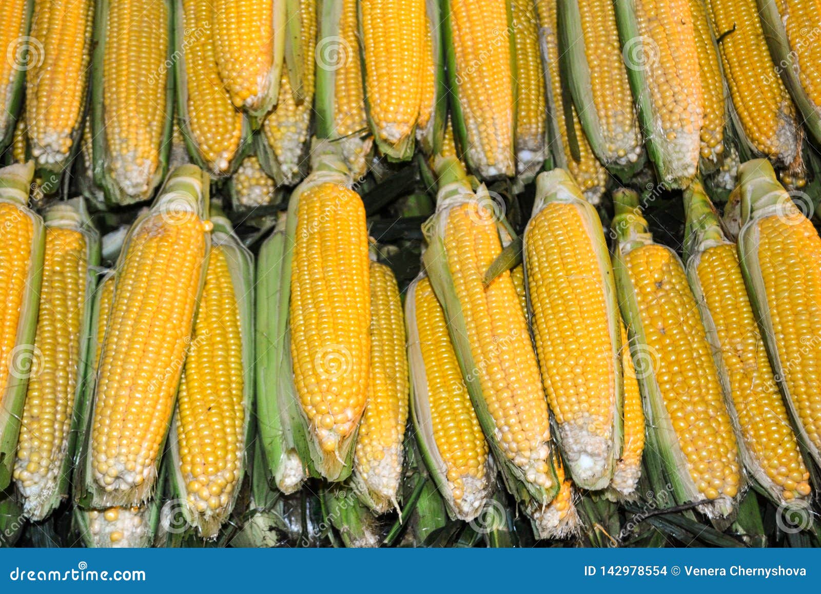 Corn or Maize for Processing into Yellow Fodder Stock Photo - Image of ...
