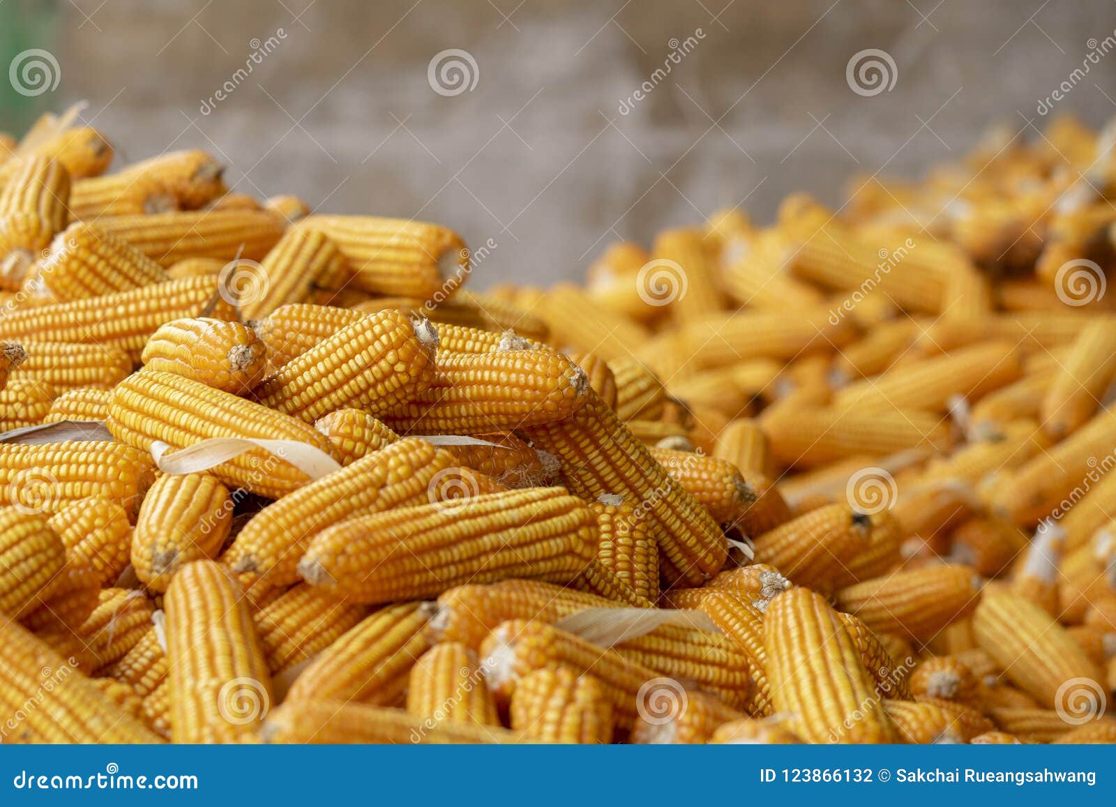 Corn or Maize for Processing into Yellow Fodder. Close Up Frame. Stock ...