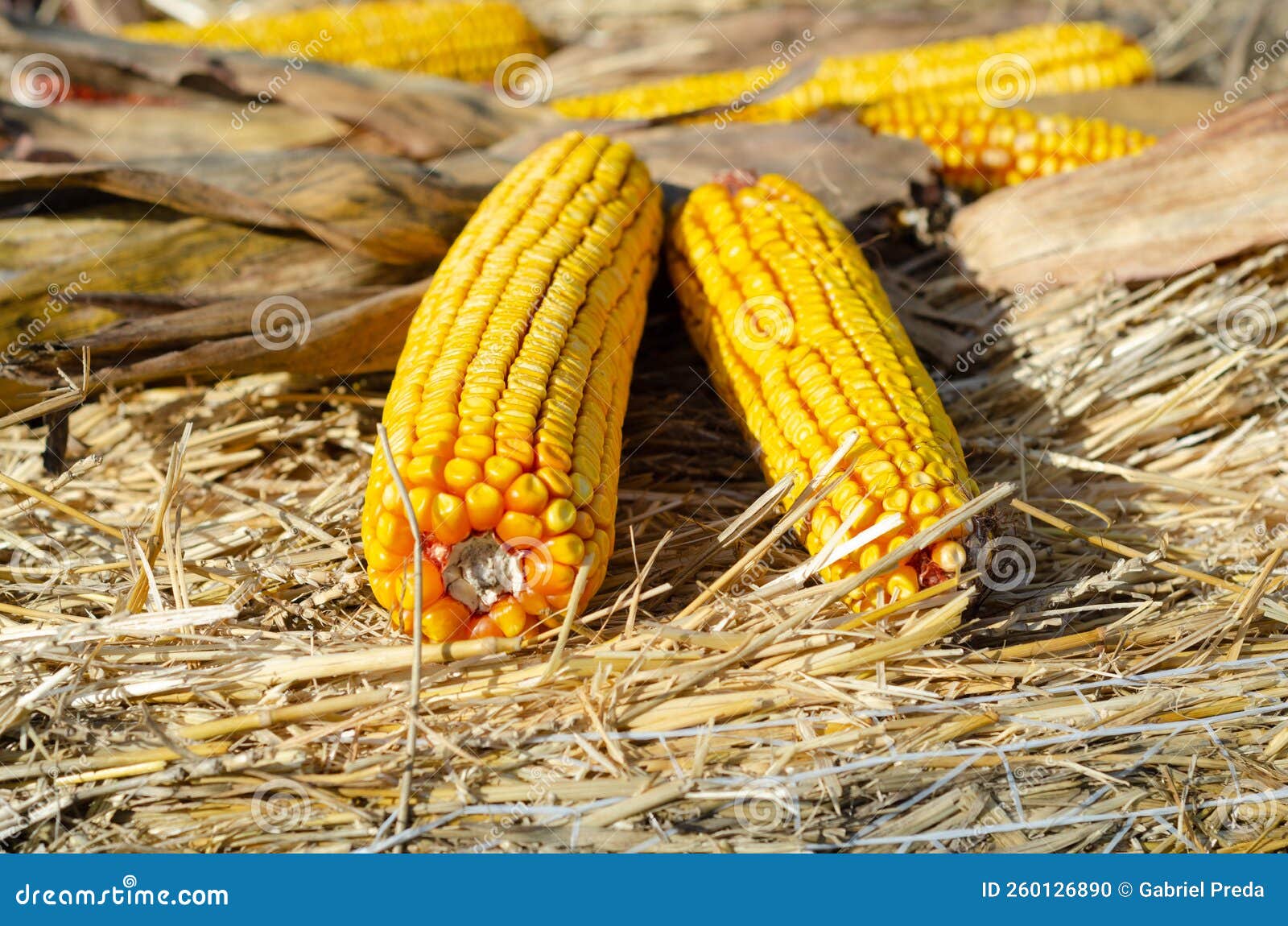 Corn or Maize for Processing into Yellow Fodder. Stock Photo - Image of ...