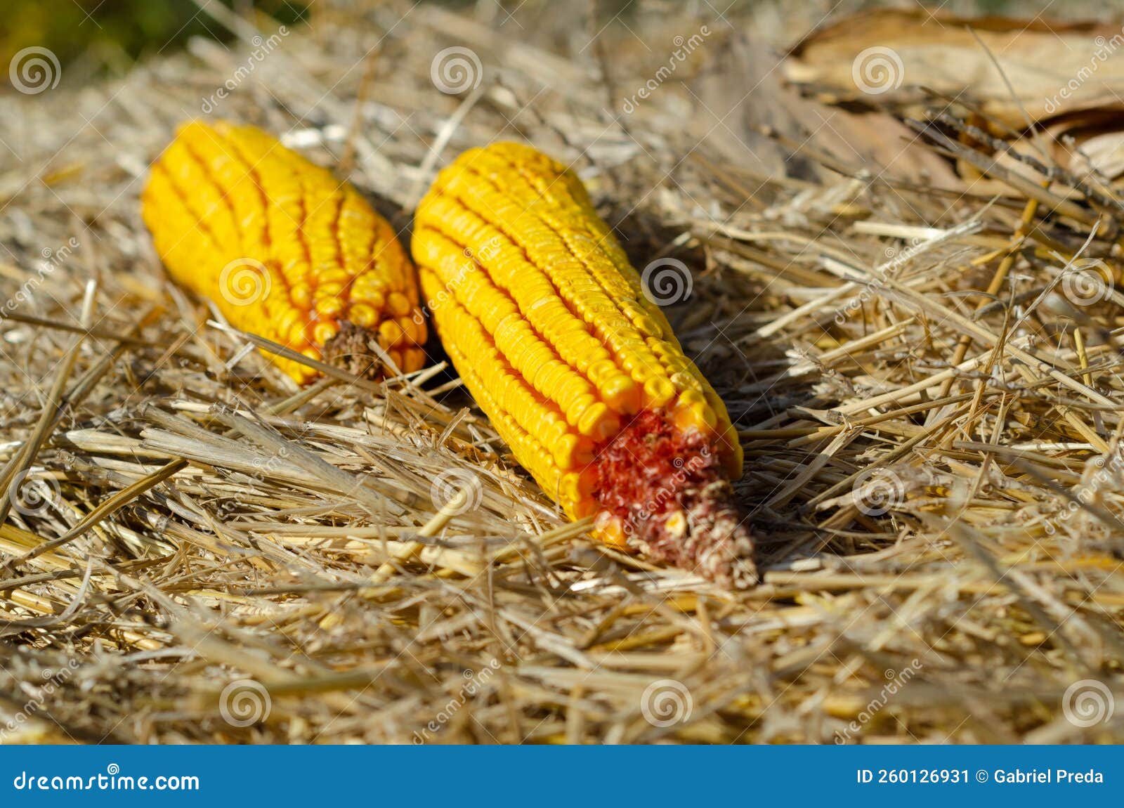 Corn or Maize for Processing into Yellow Fodder. Stock Image - Image of ...