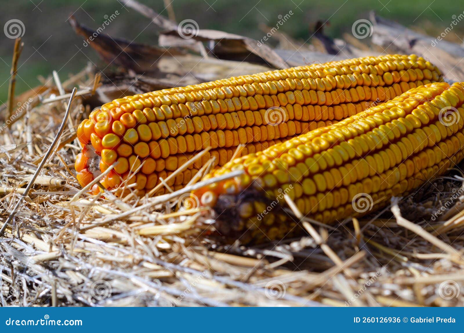 Corn or Maize for Processing into Yellow Fodder. Stock Photo - Image of ...