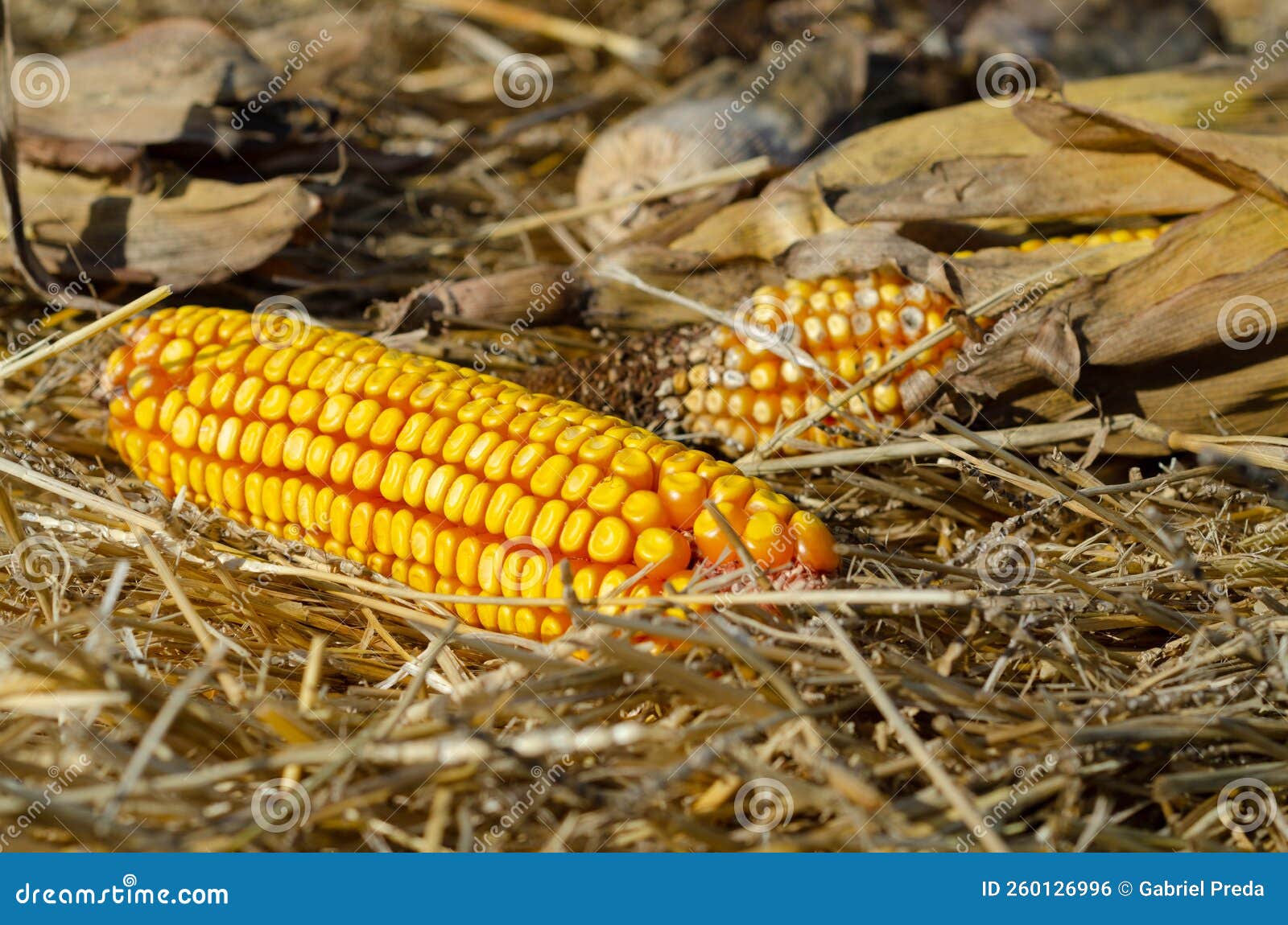 Corn or Maize for Processing into Yellow Fodder. Stock Photo - Image of ...
