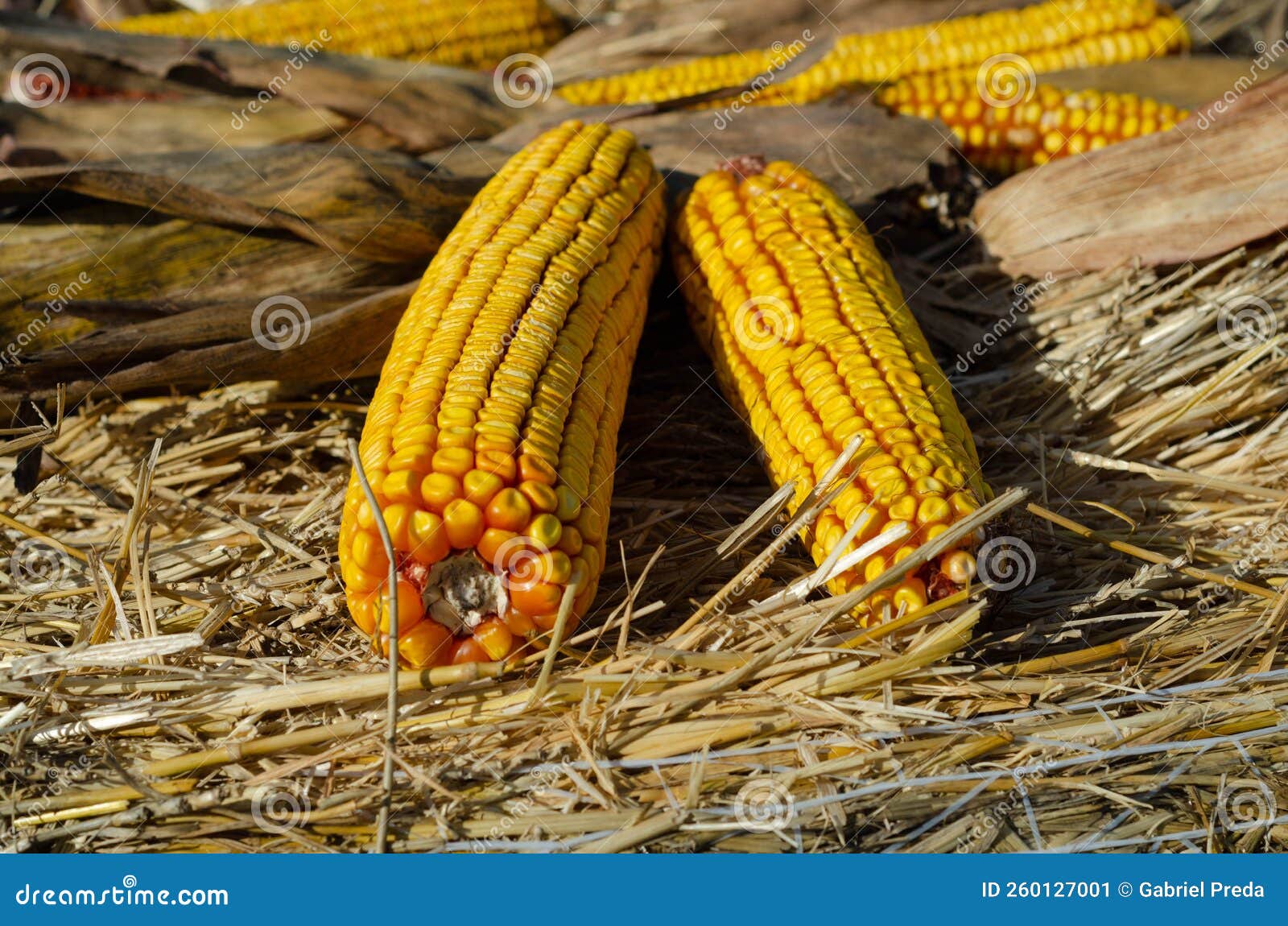 Corn or Maize for Processing into Yellow Fodder. Stock Image - Image of ...