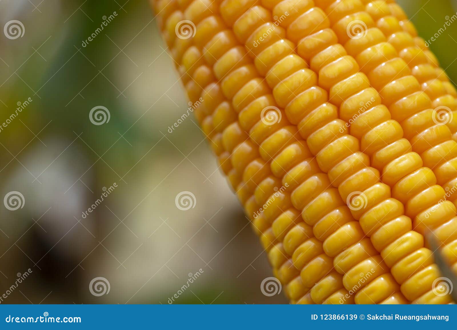Corn or Maize for Processing into Yellow Fodder. Close Up Frame. Stock ...