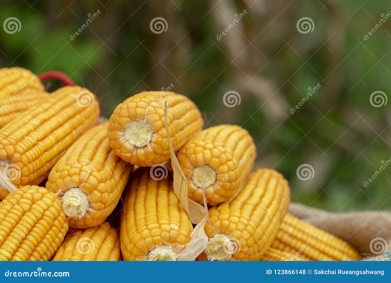 Corn or Maize for Processing into Yellow Fodder. Close Up Frame. Stock ...