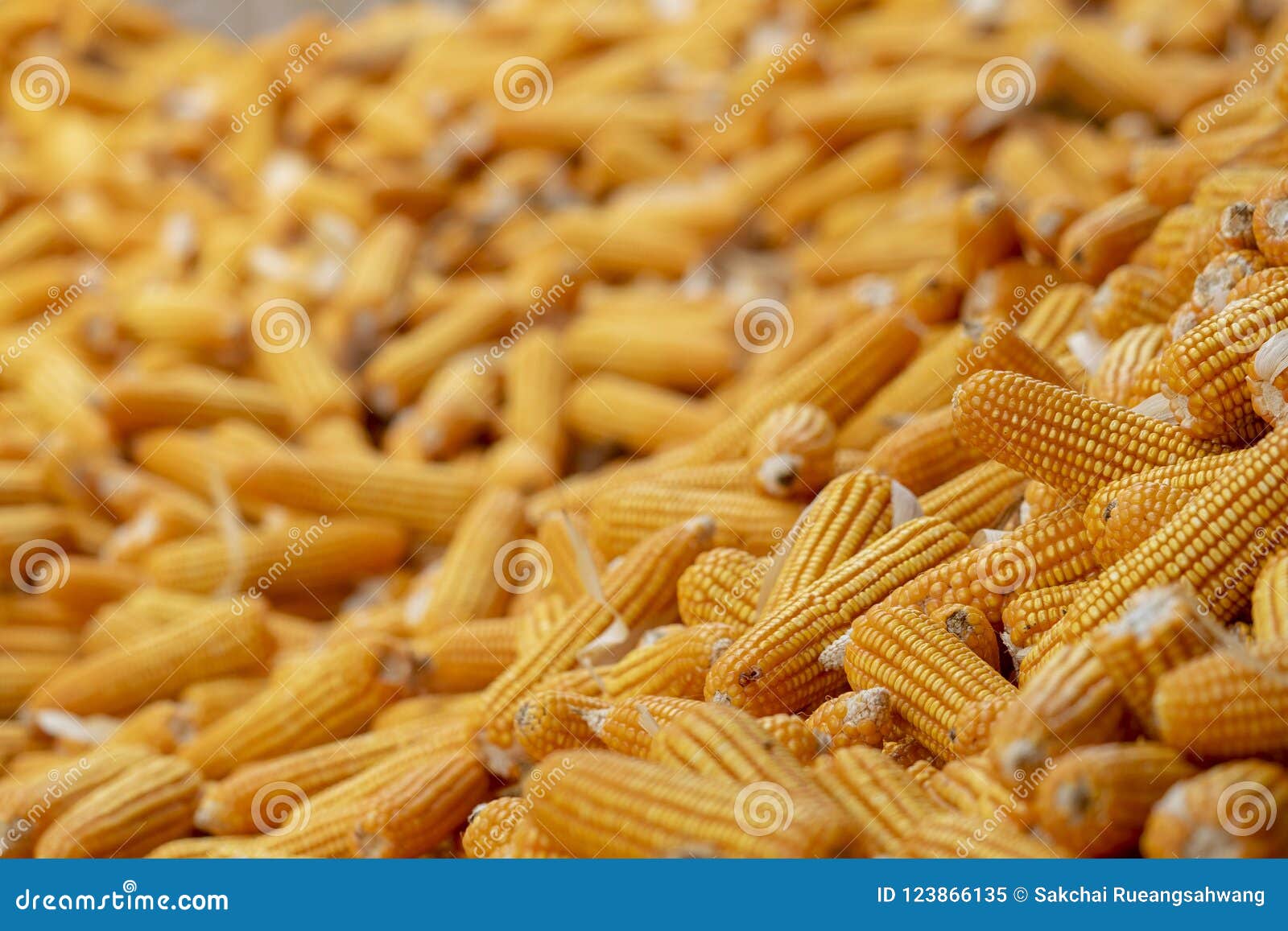 Corn or Maize for Processing into Yellow Fodder. Full Frame. Stock ...