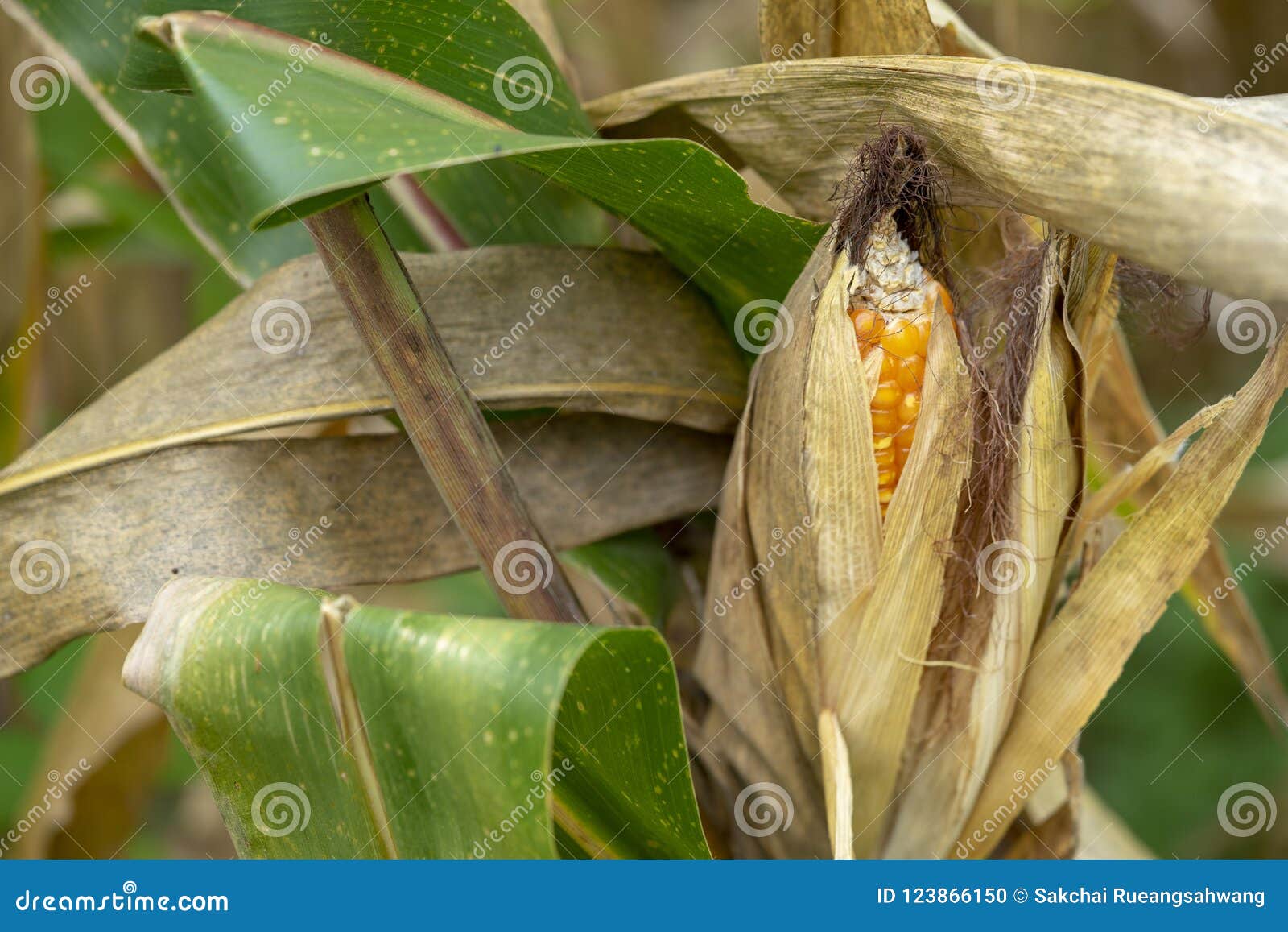 Corn or Maize for Processing into Yellow Fodder. Stock Photo - Image of ...
