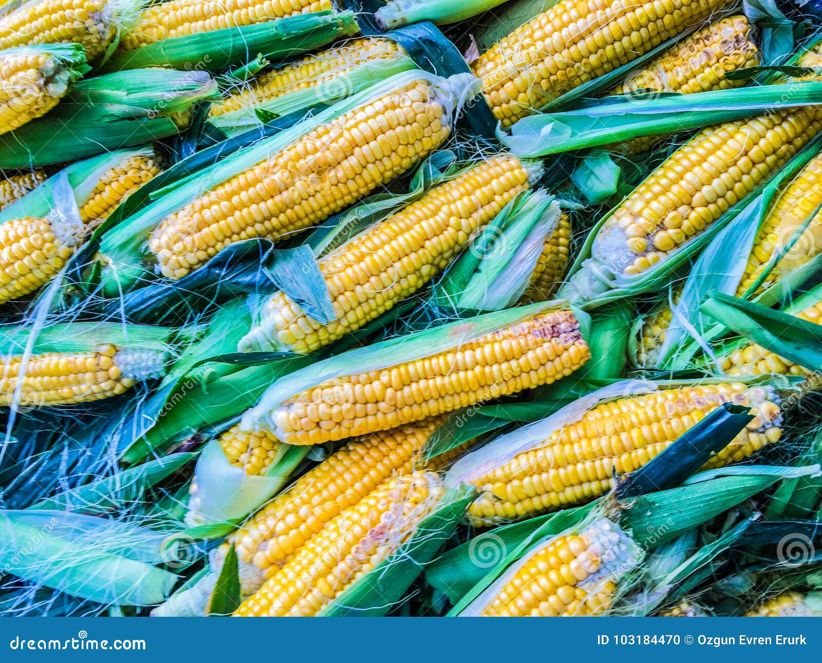 Corn, maize, sweet corn stock photo. Image of agriculture - 103184470