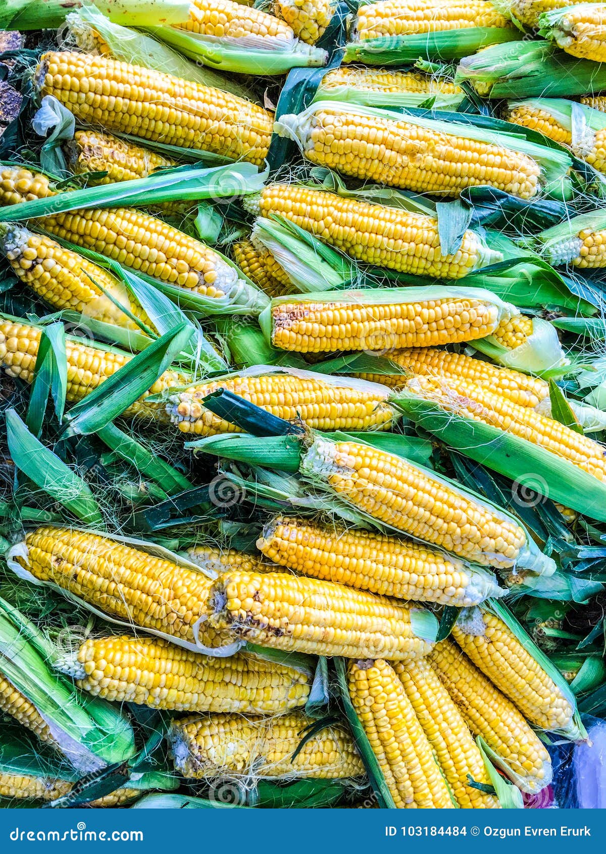 Corn, maize, sweet corn stock photo. Image of cook, green - 103184484