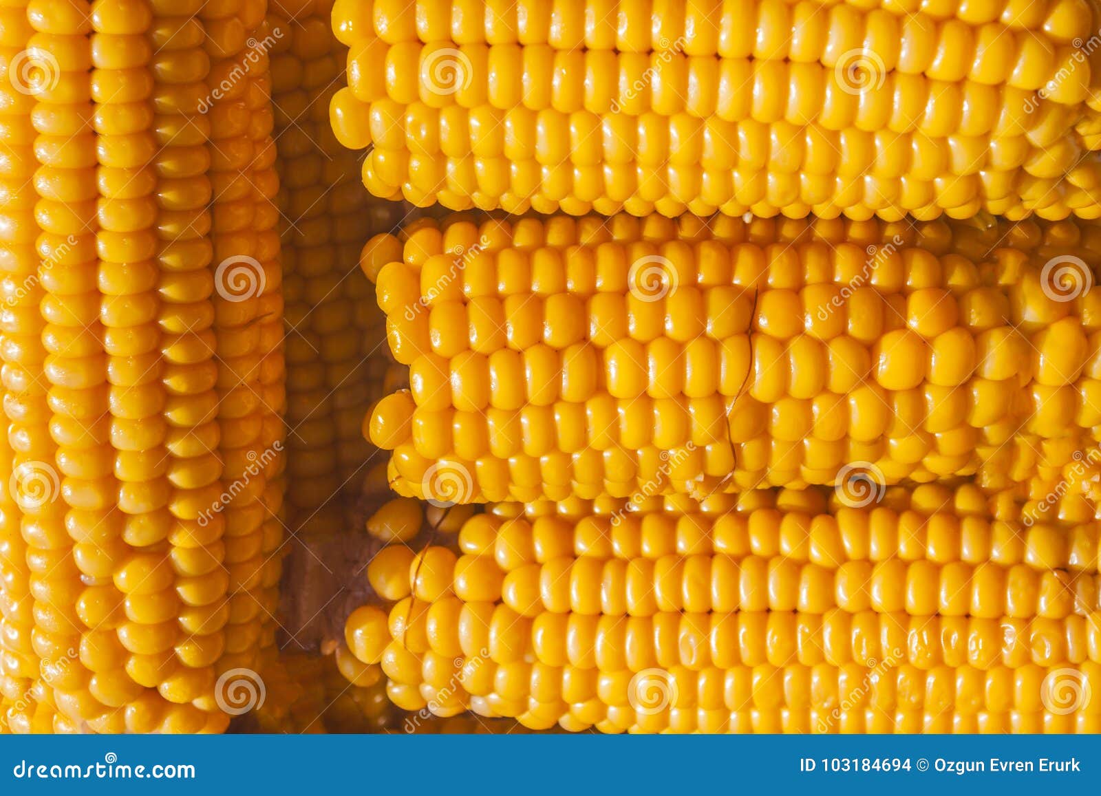 Corn, maize, sweet corn stock photo. Image of ingredient - 103184694