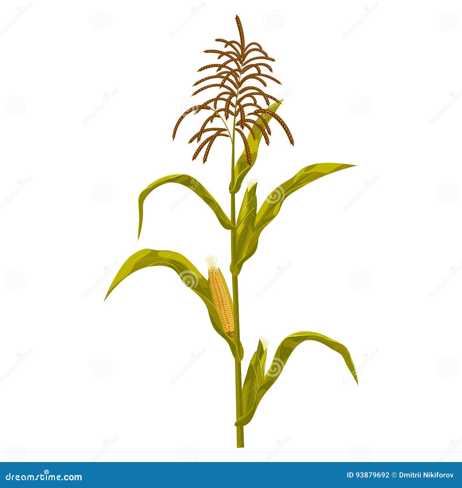 Corn Maize Vector Illustration. Realistic Hand Drawn Botanical Isolated ...