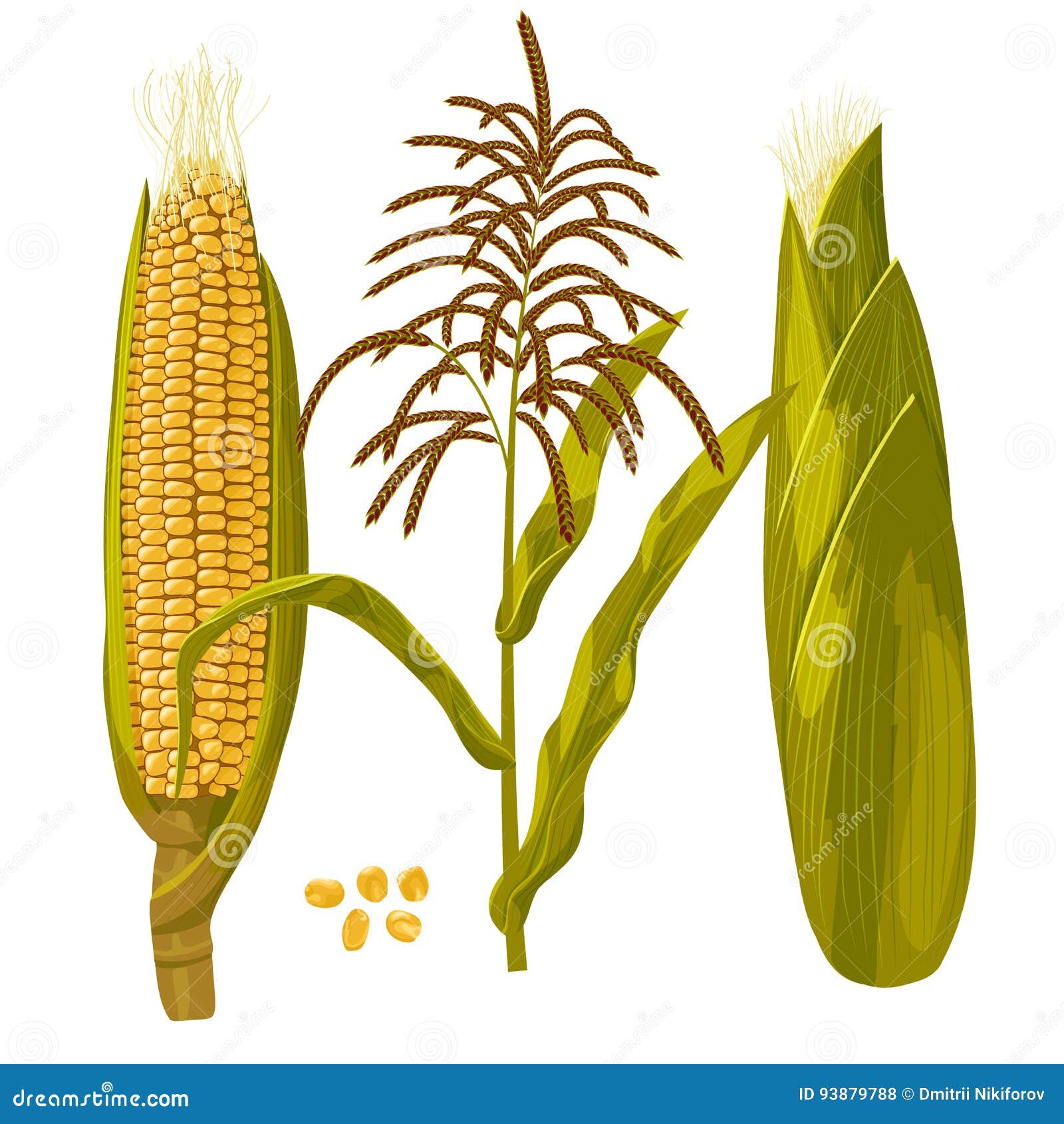 Corn Maize Vector Illustration. Realistic Hand Drawn Botanical Isolated ...