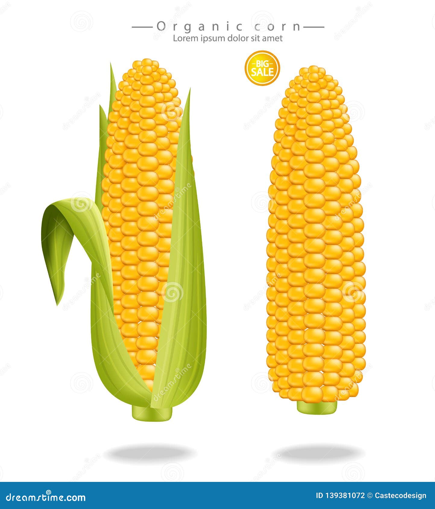 Corn Maize Vector Realistic Isolated on White. Detailed 3d ...