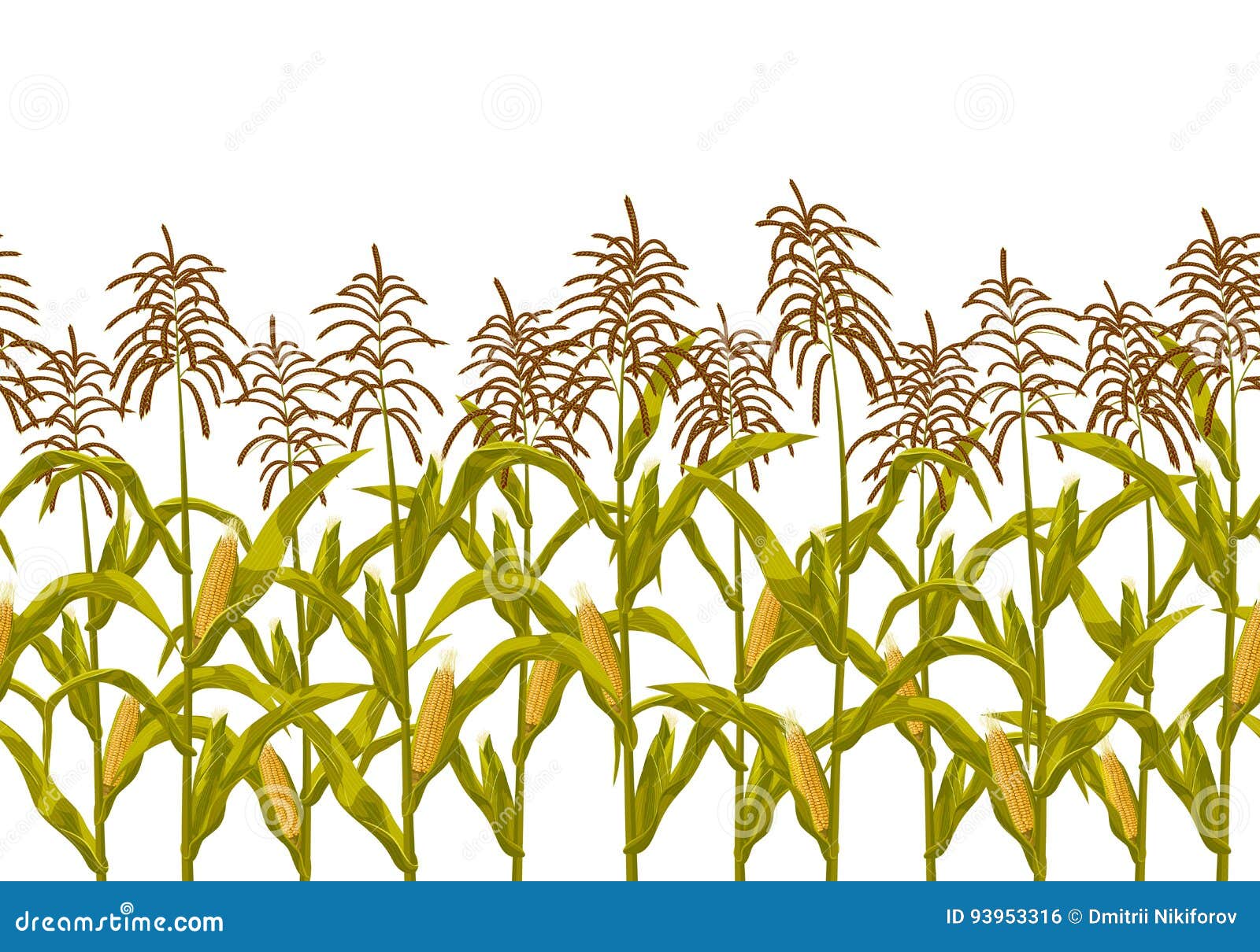 Corn Maize Vector Seamless Horizontal Border Pattern. Realistic ...