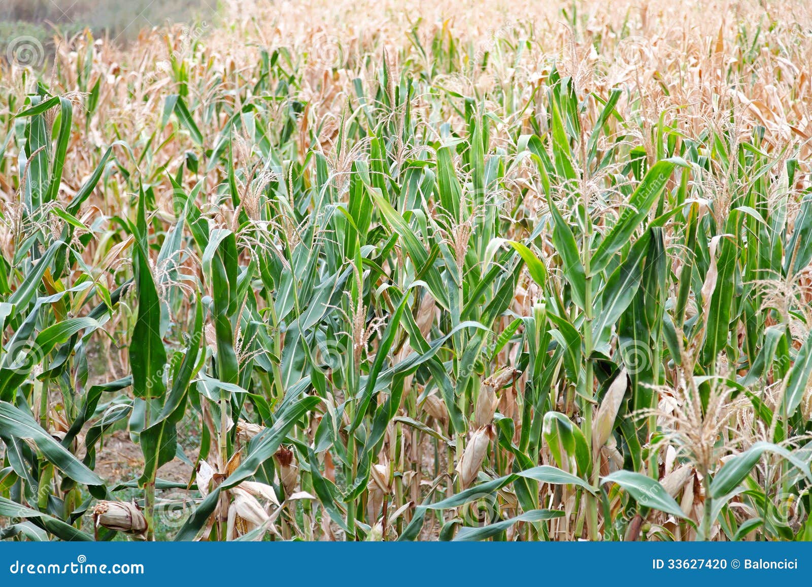 Corn maize stock photo. Image of crops, grown, maize - 33627420