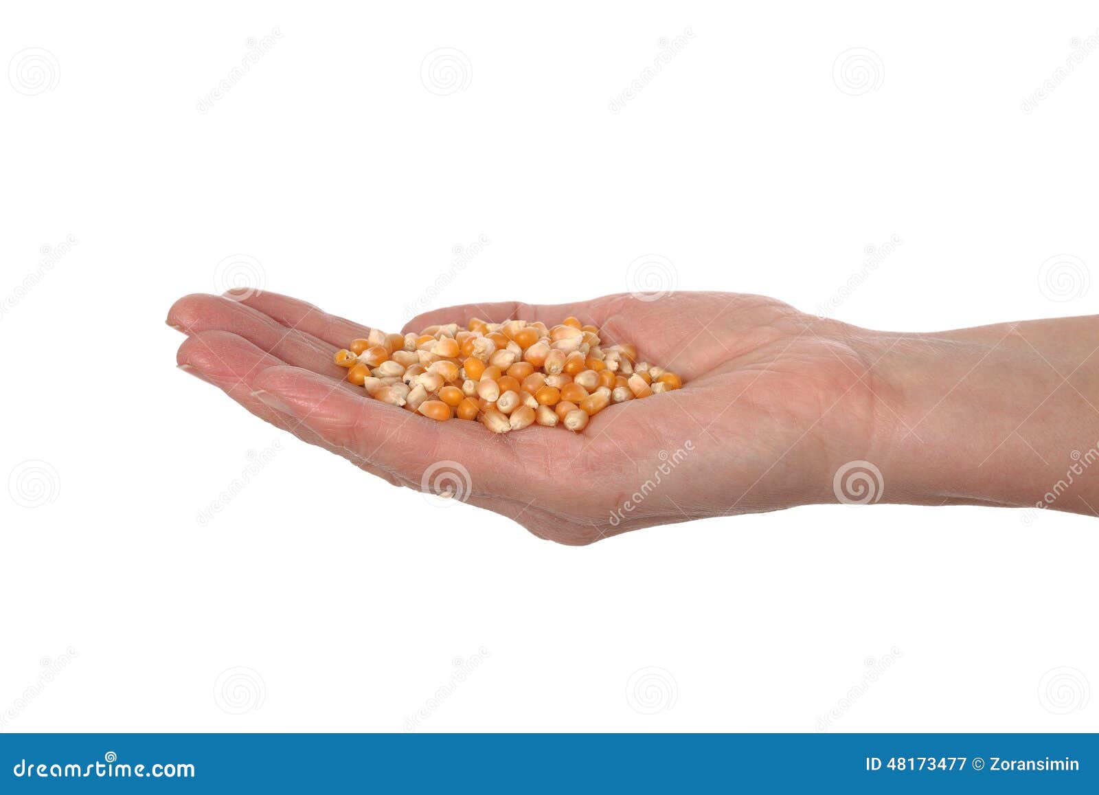Corn for Making Popcorn in Hand Stock Image - Image of heap, hold: 48173477