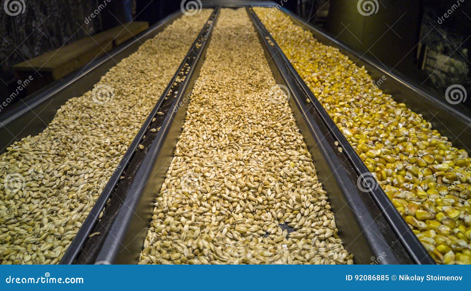 Corn, Malted and Unmalted Barley Stock Image - Image of texture, malted ...