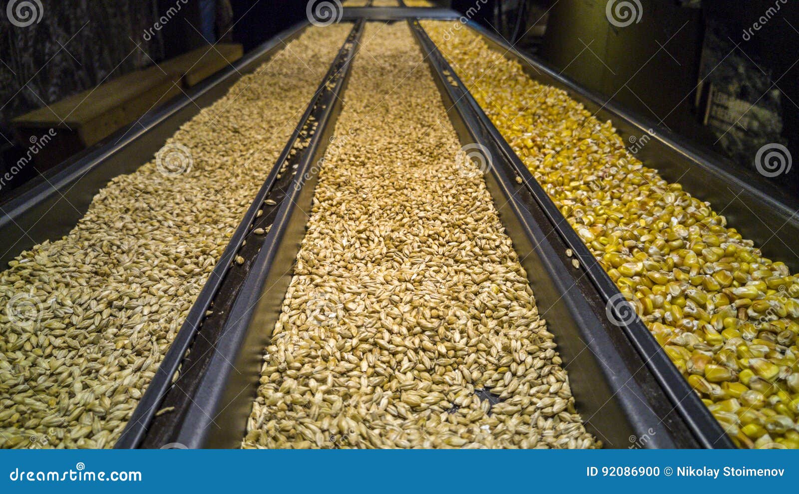 Corn, Malted and Unmalted Barley Stock Photo - Image of malted, wheat ...