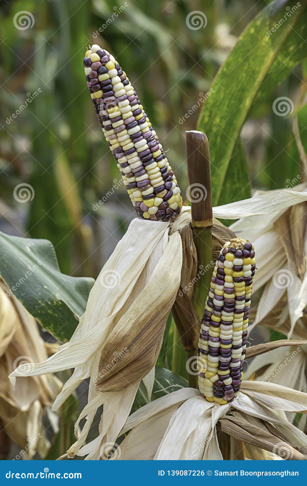 Corn with Many Colors in a Pod on the Tree at the Farm Show Stock Photo ...