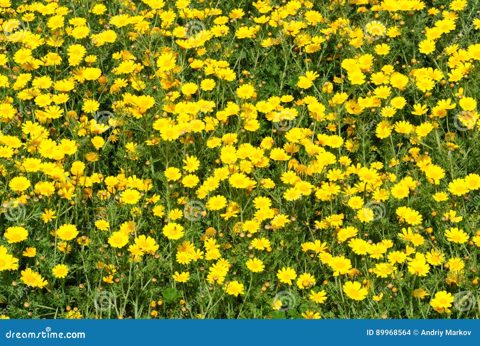 Corn marigold stock photo. Image of color, beautiful - 89968564