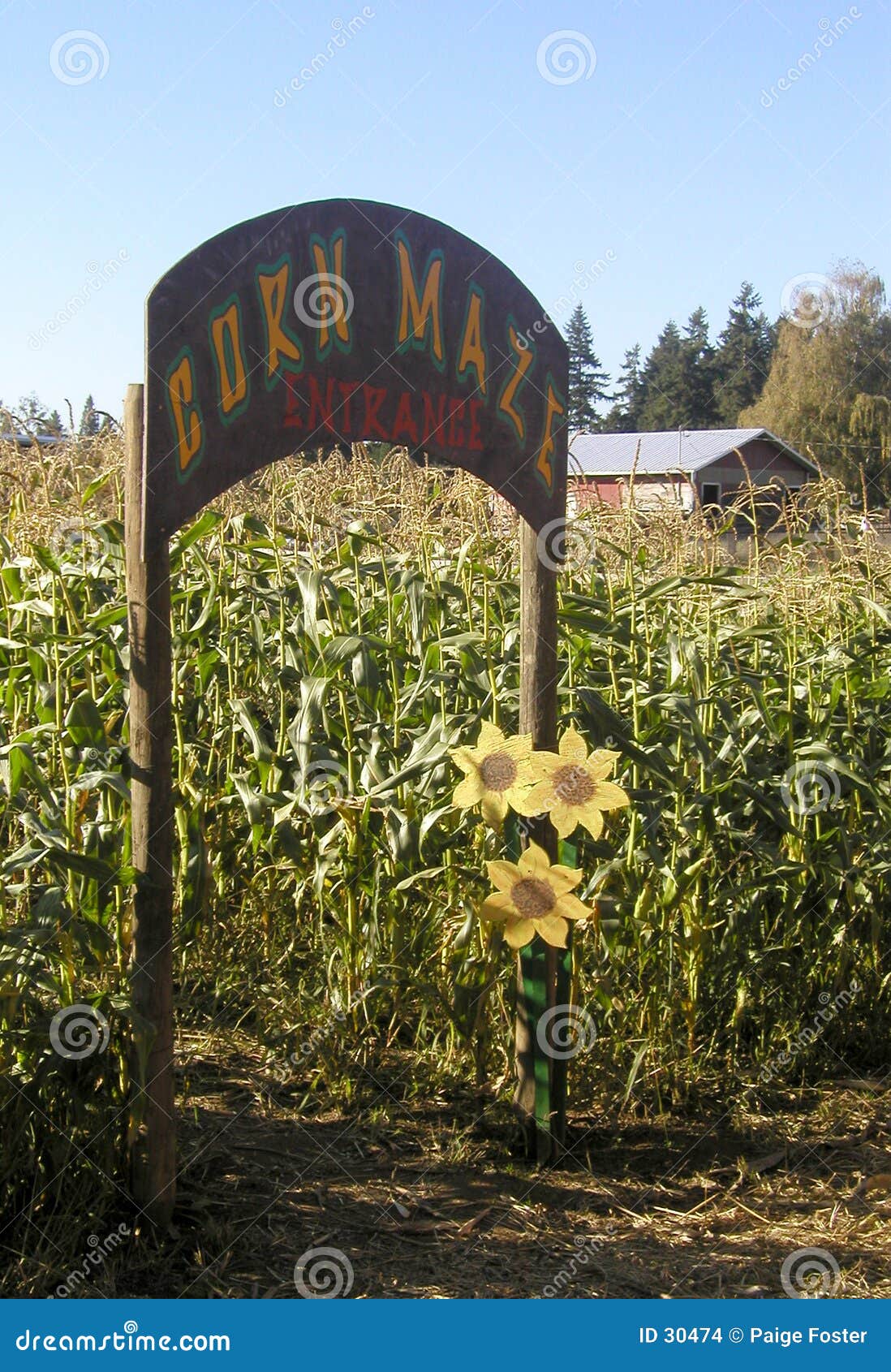 Corn Maze stock photo. Image of cornstalks, farm, field - 30474