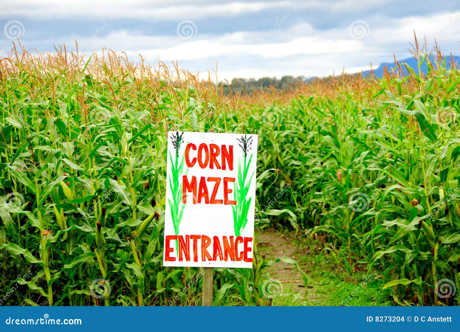 Corn Maze stock photo. Image of corn, harvest, farm, fall - 8273204